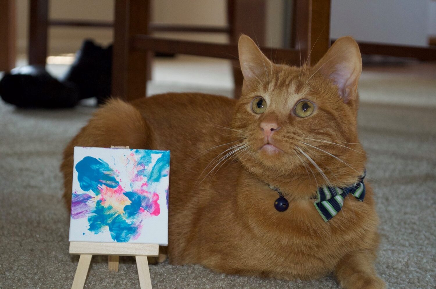 Maxwell Pepperoni the Cat Is Ready to Pounce Back Into Action