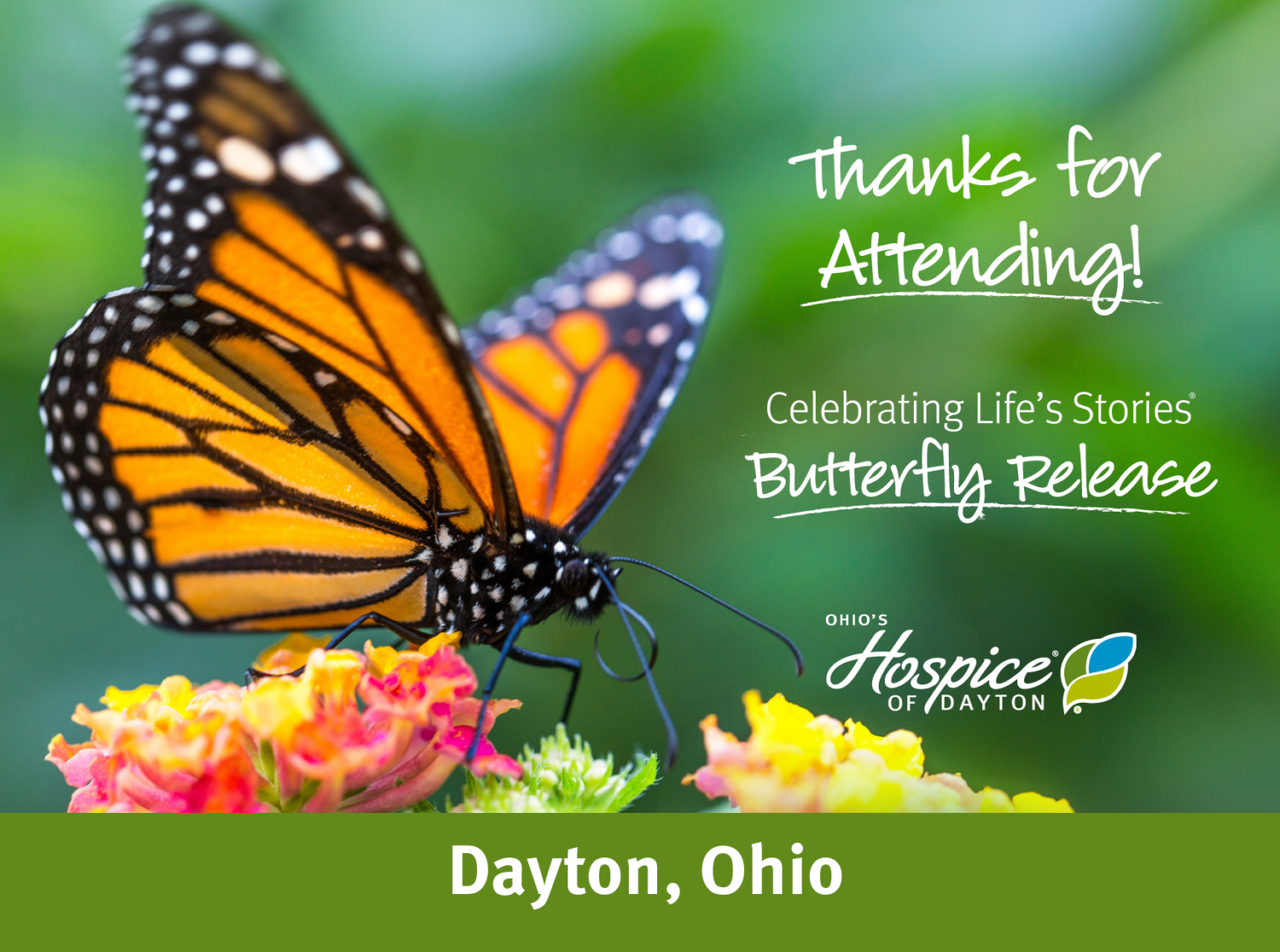 Community Members Release More Than 850 Butterflies to Honor Loved Ones ...